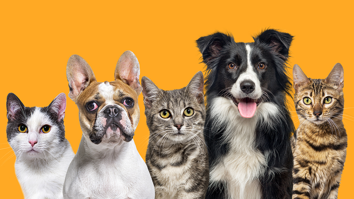 5 anecdotes sur les animaux domestiques